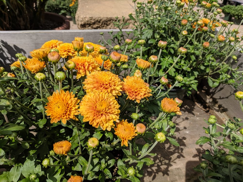 Perennial Mums that Survive MN Winter - Drummers Garden Center & Floral